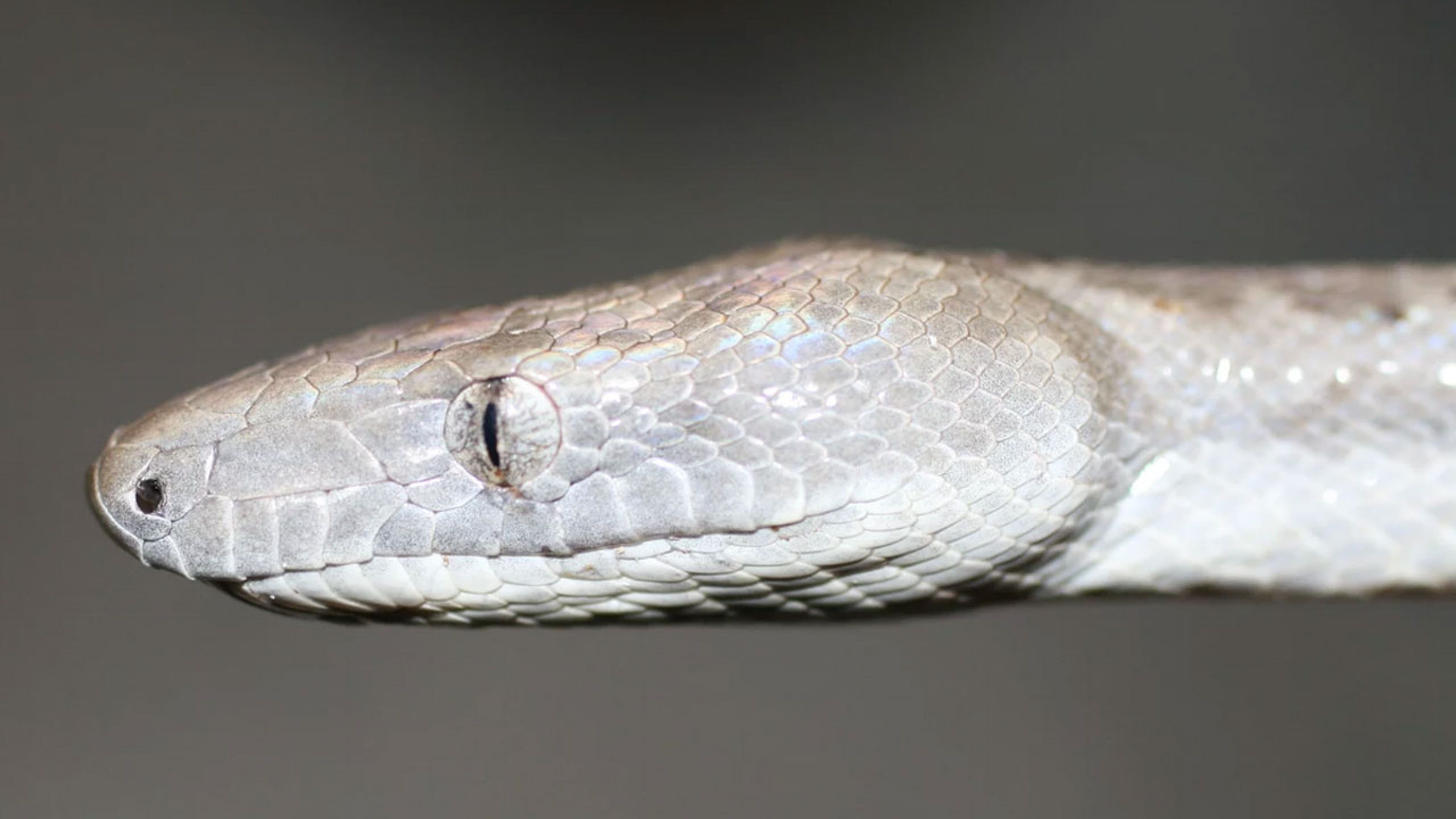 Scientists Discover New 'Metal' Snake Species Off Bahamian Coast | The ...