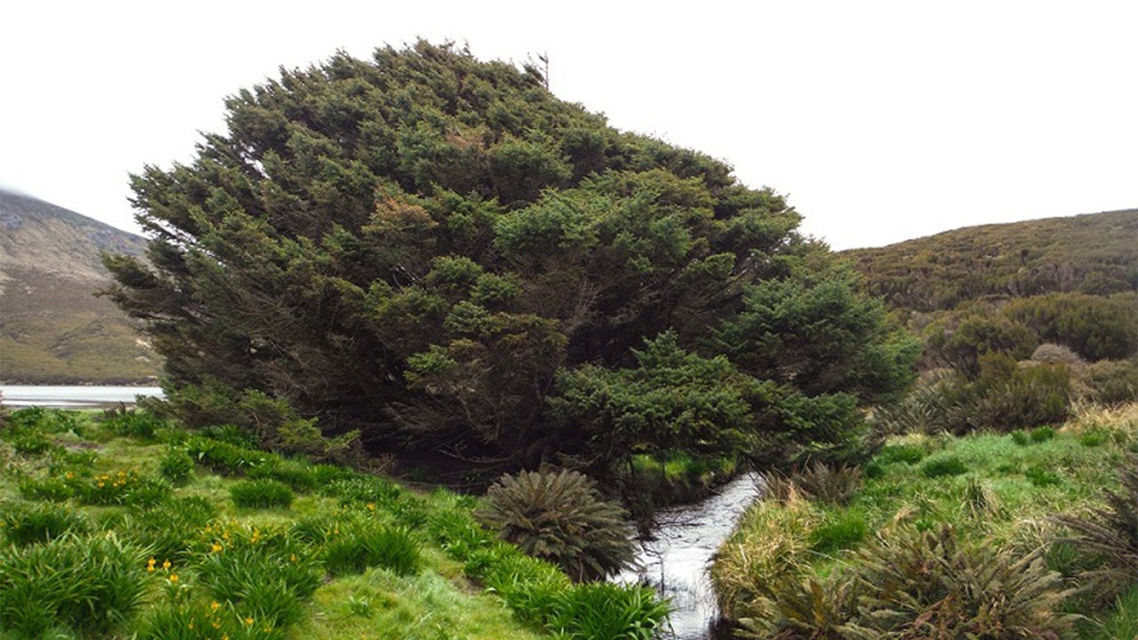 Radioactive Traces From A-Bomb Testing Found In World's 'Loneliest Tree ...