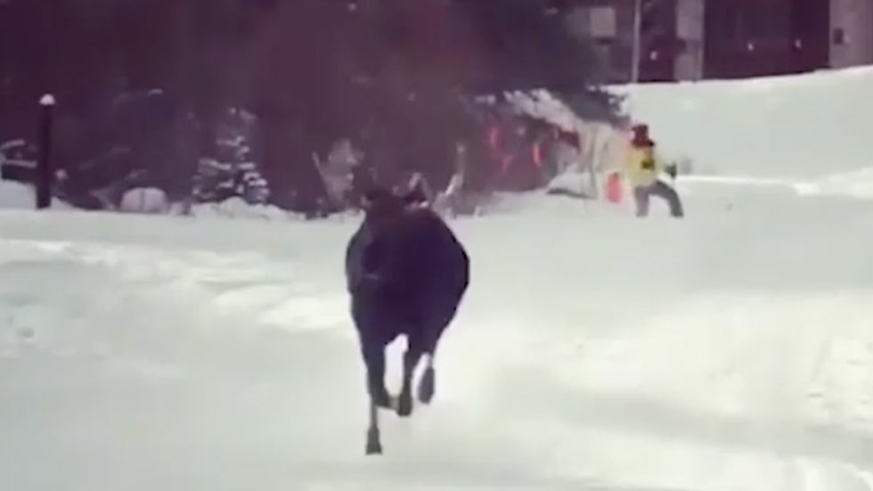 Angry Moose Chases Skier Downhill - Videos from The Weather Channel