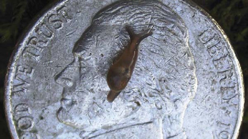 Parasitic Worm Infections Spike in Hawaii | The Weather Channel