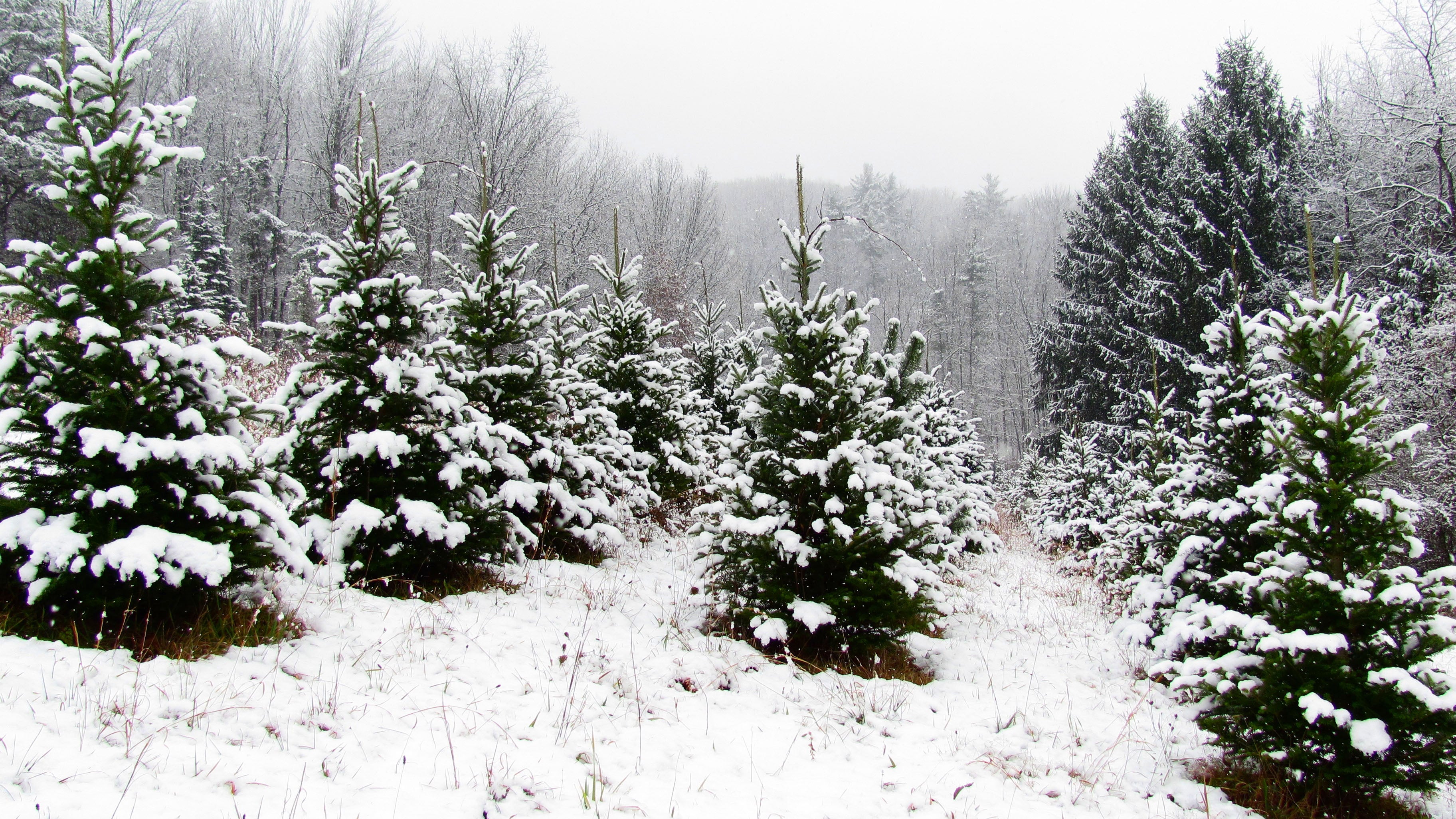 Late-November Snow Blankets Northeast, New England | Weather.com