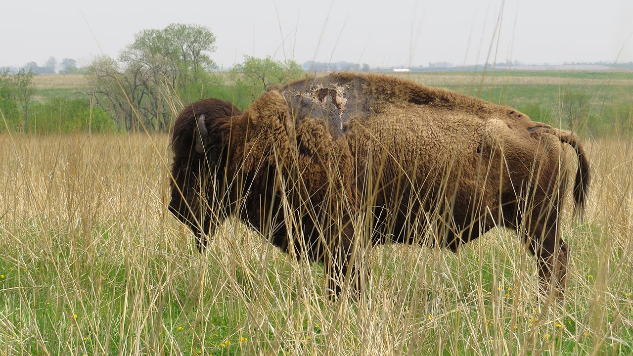 Sparky the Bison, Lightning-Strike Survivor, Three Years Later (PHOTOS ...
