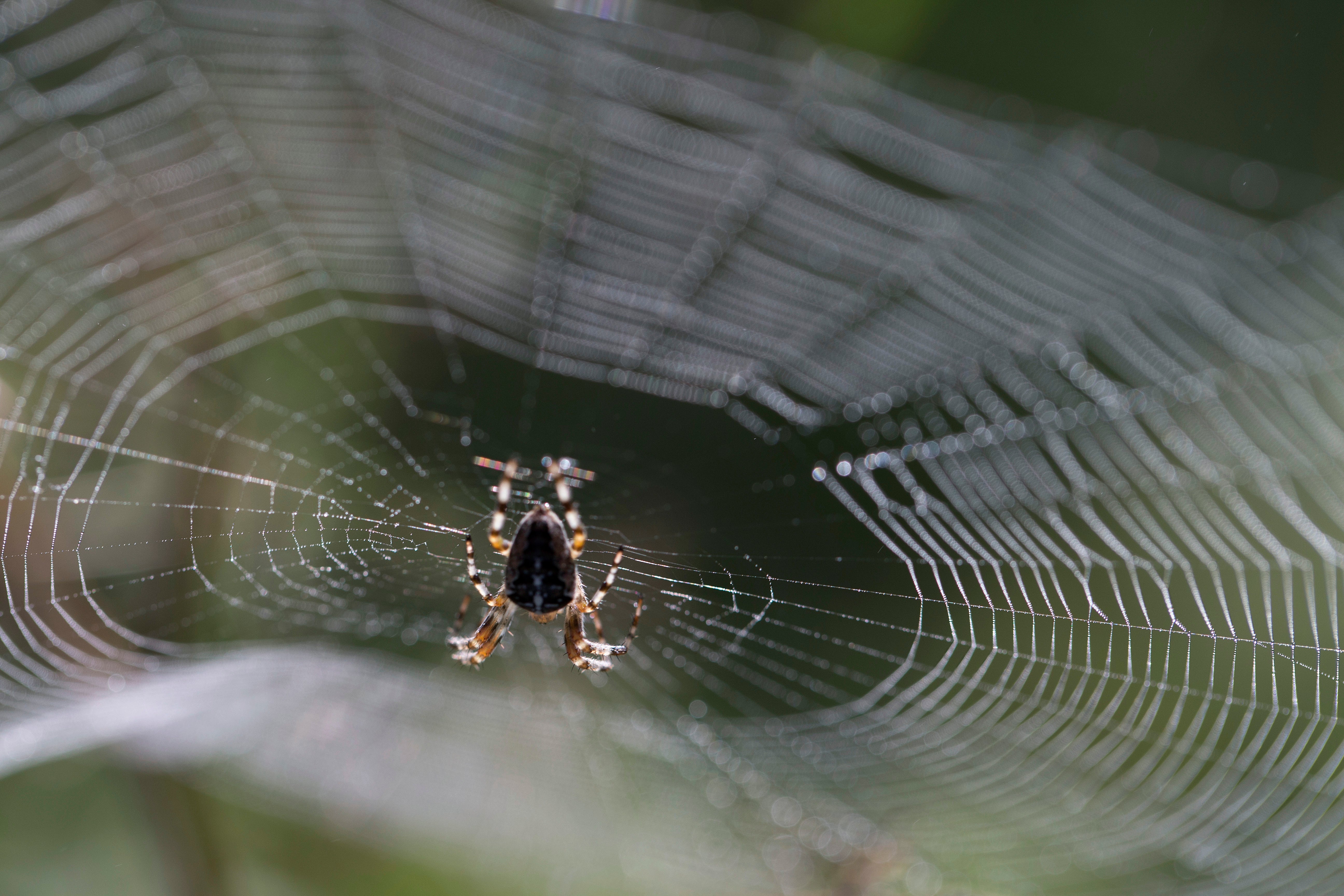 It's Raining Spiders in Brazil | Weather.com