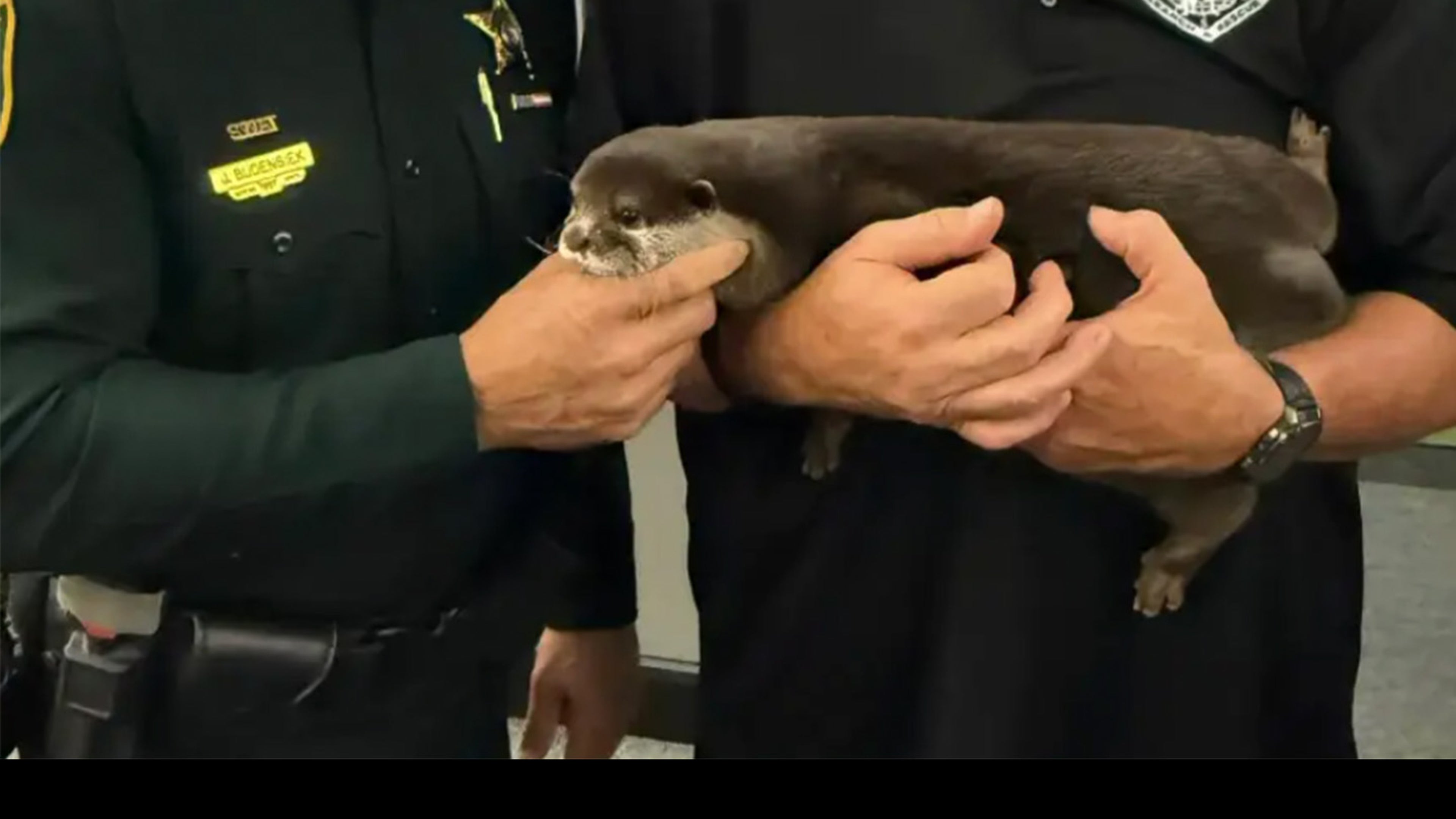Nation's First Search-And-Rescue Otter Makes A 'Splash' | Weather.com