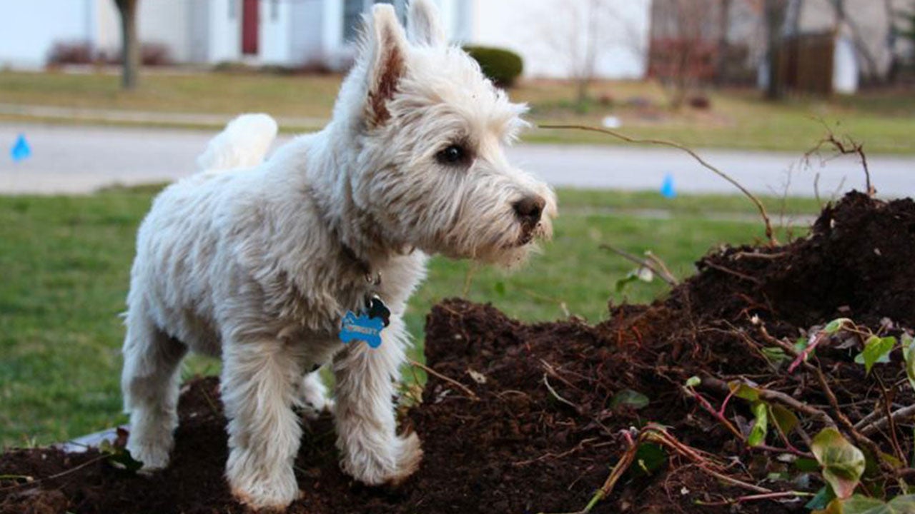 We Asked, You Shared: Cute Animals Enjoying Springtime | The Weather ...