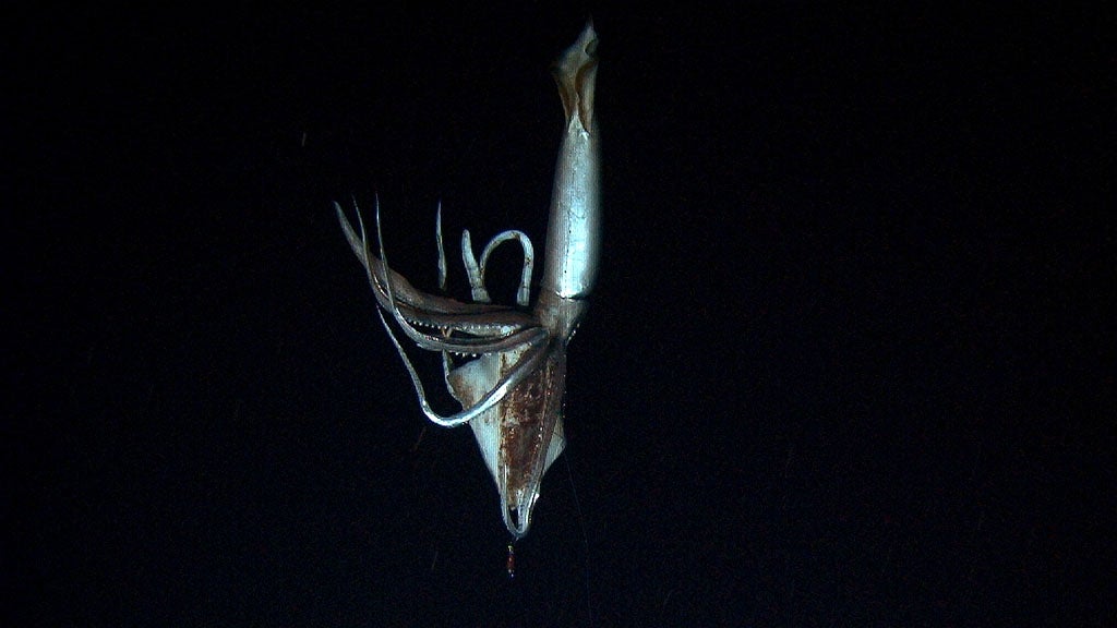 Giant Squid Finally Gets Moment on Camera | The Weather Channel