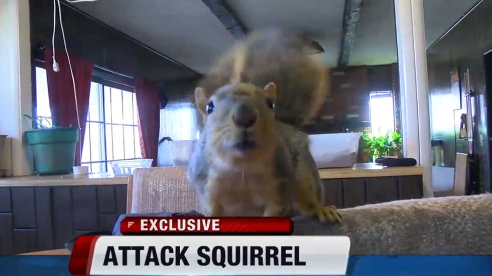 A Man's Pet Squirrel Stops a Would-Be Burglar in Idaho | The Weather ...