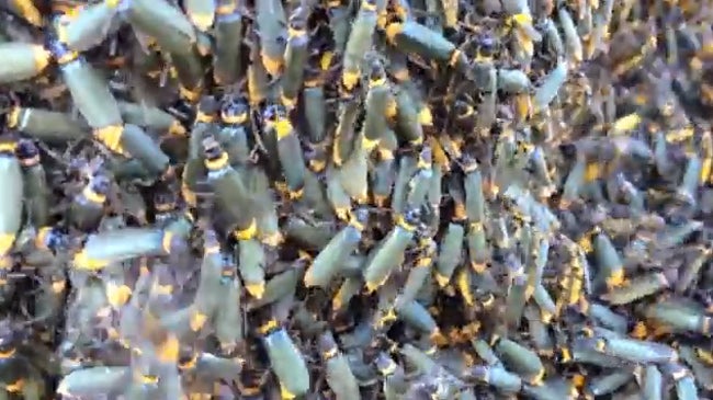 Not Just Cicadas! 6 Other Gross Insects That Swarm | Weather.com