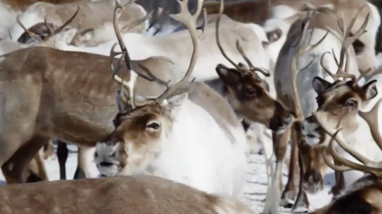 Melting Sea Ice is Starving Thousands of Reindeer in Siberia | The ...