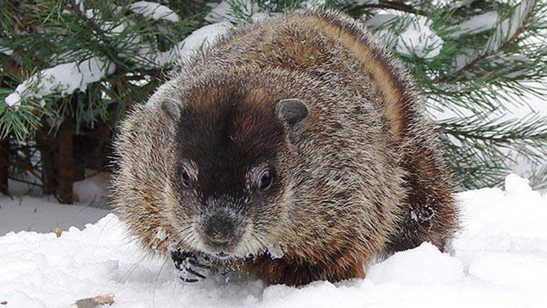 Groundhog Day 2015: Top 11 Groundhogs to Watch (PHOTOS) | The Weather ...