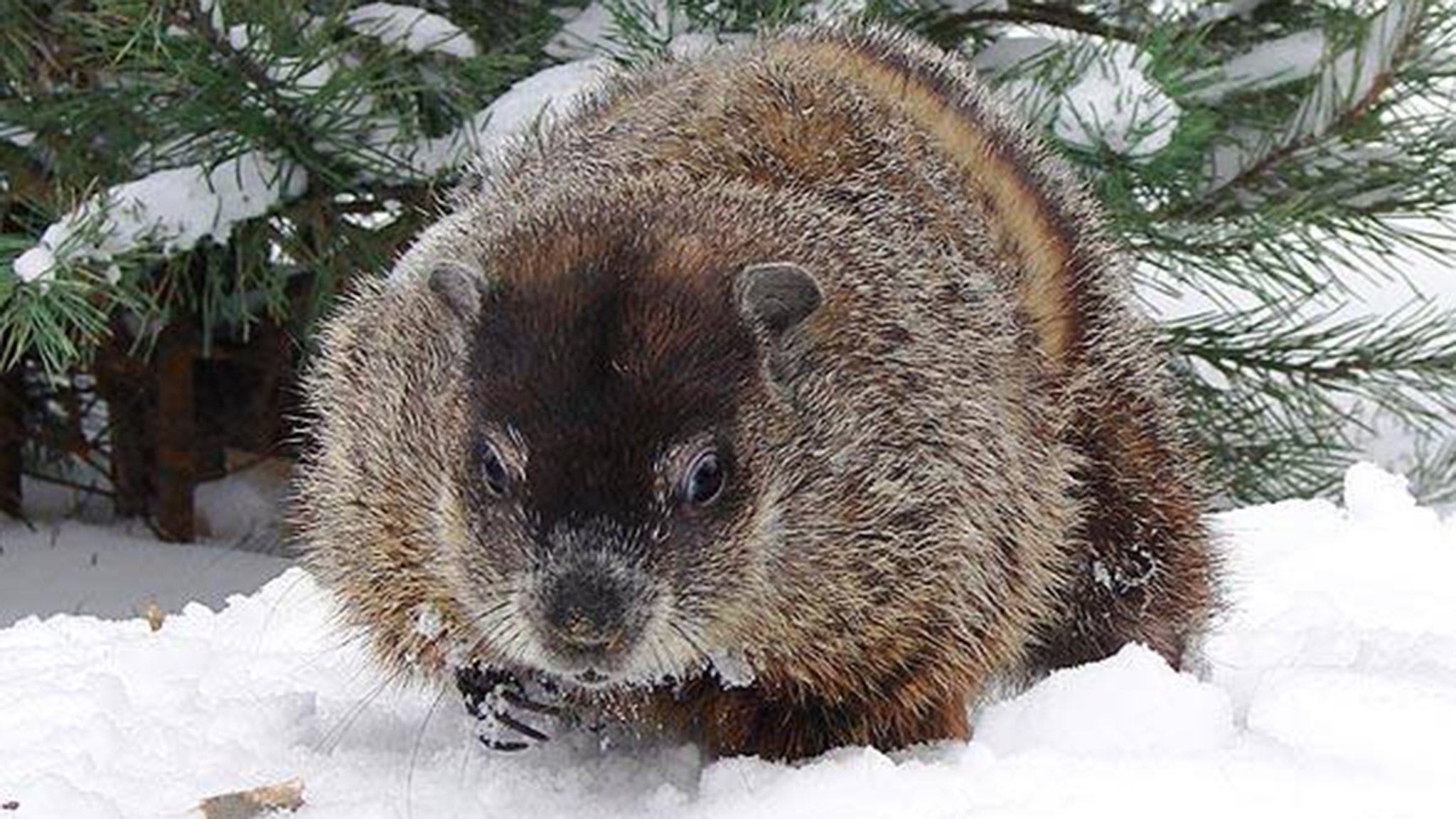 Groundhog Day 2015: Top 11 Groundhogs to Watch (PHOTOS) | The Weather ...