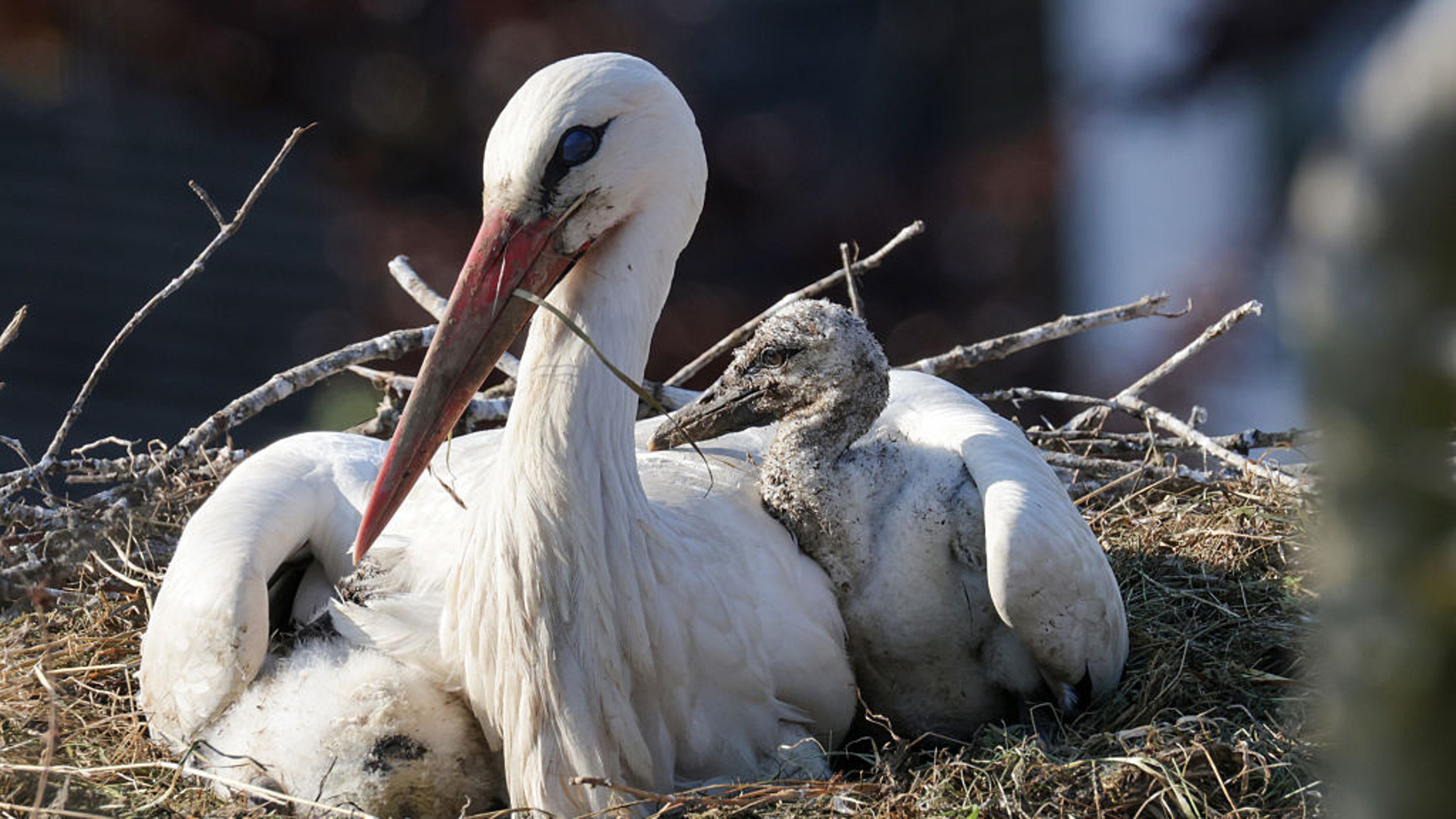 It's Storkling Season! | Weather.com