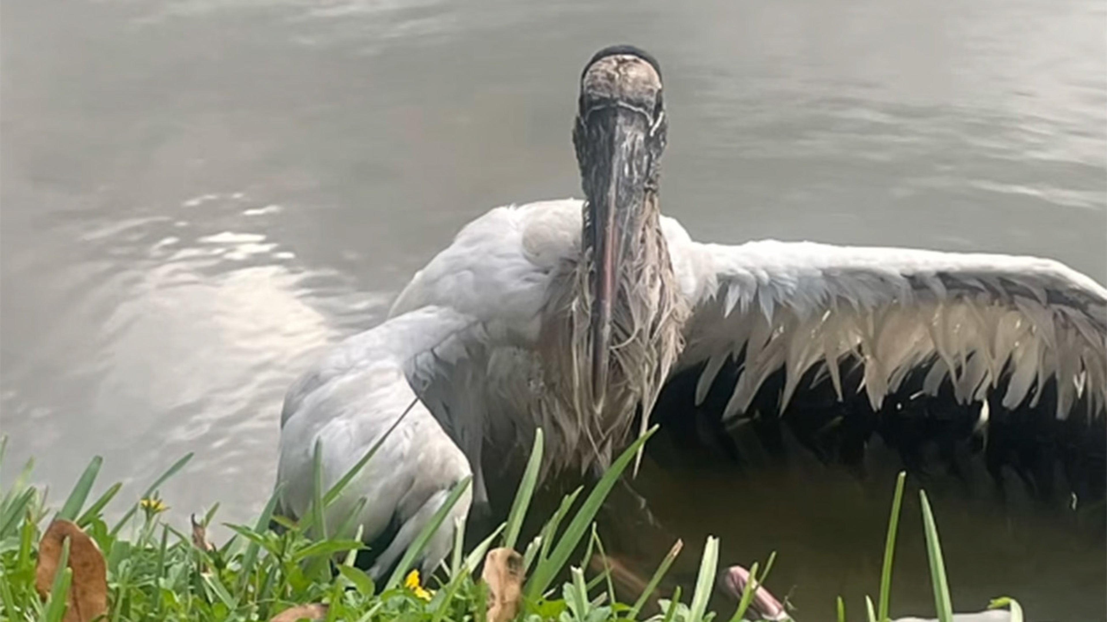 Alert Residents and Animal Control Officers Rescue Entangled Woodstork ...