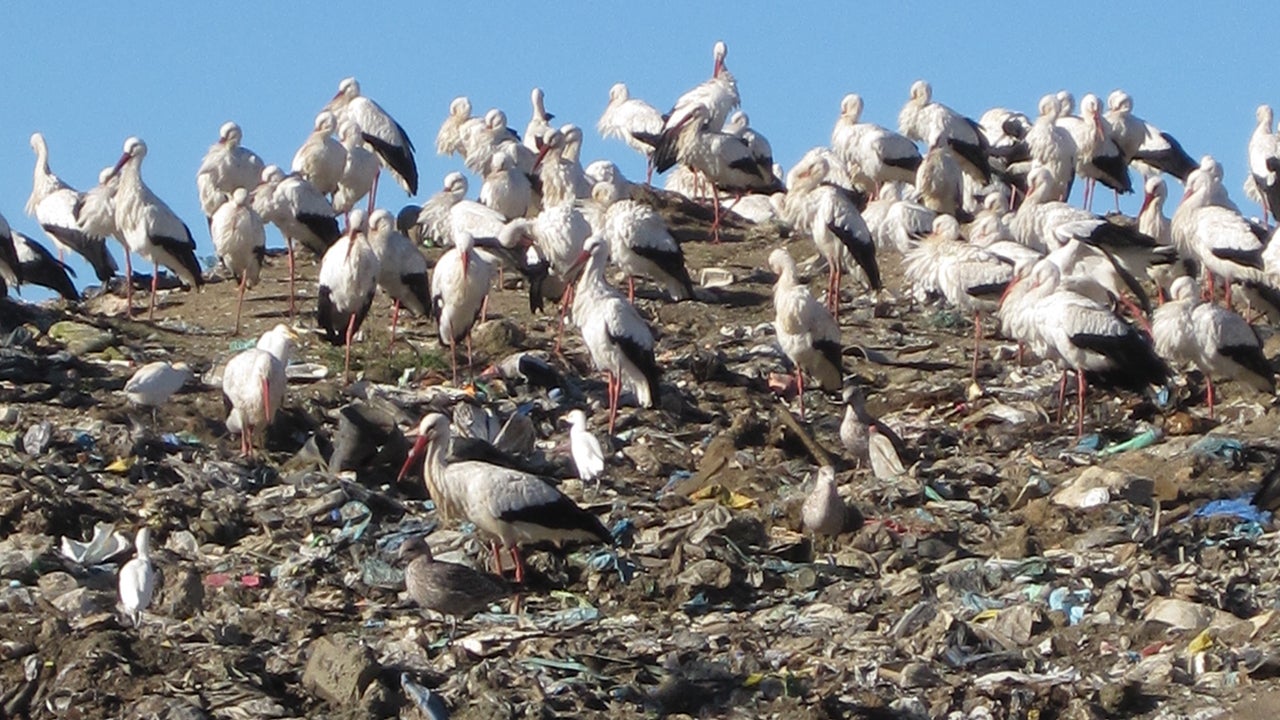 White Storks Forgo Migration in Favor of Eating Garbage | The Weather ...