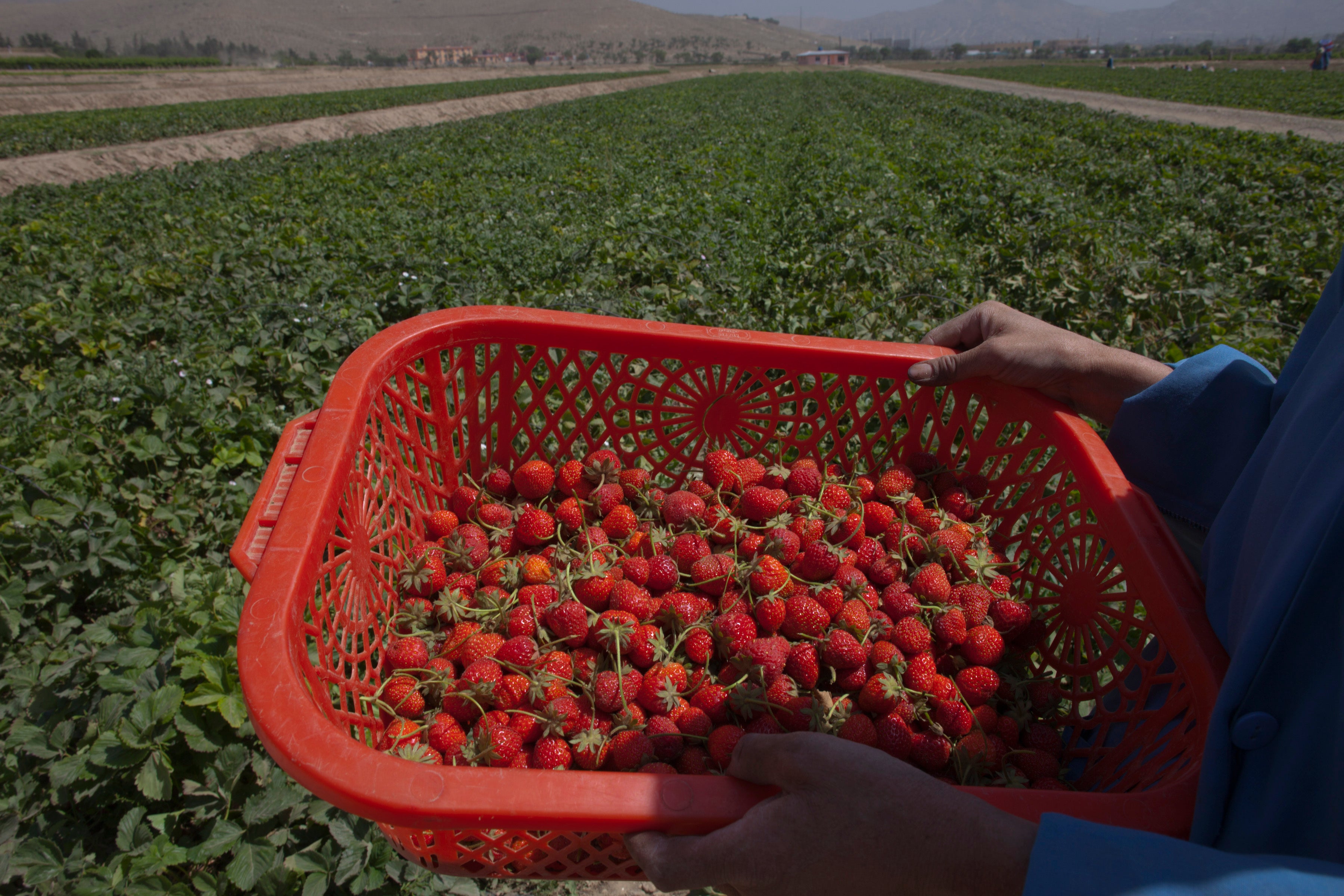 Strawberry Season: Mild Winter Brought Crop a Month Early | The Weather ...