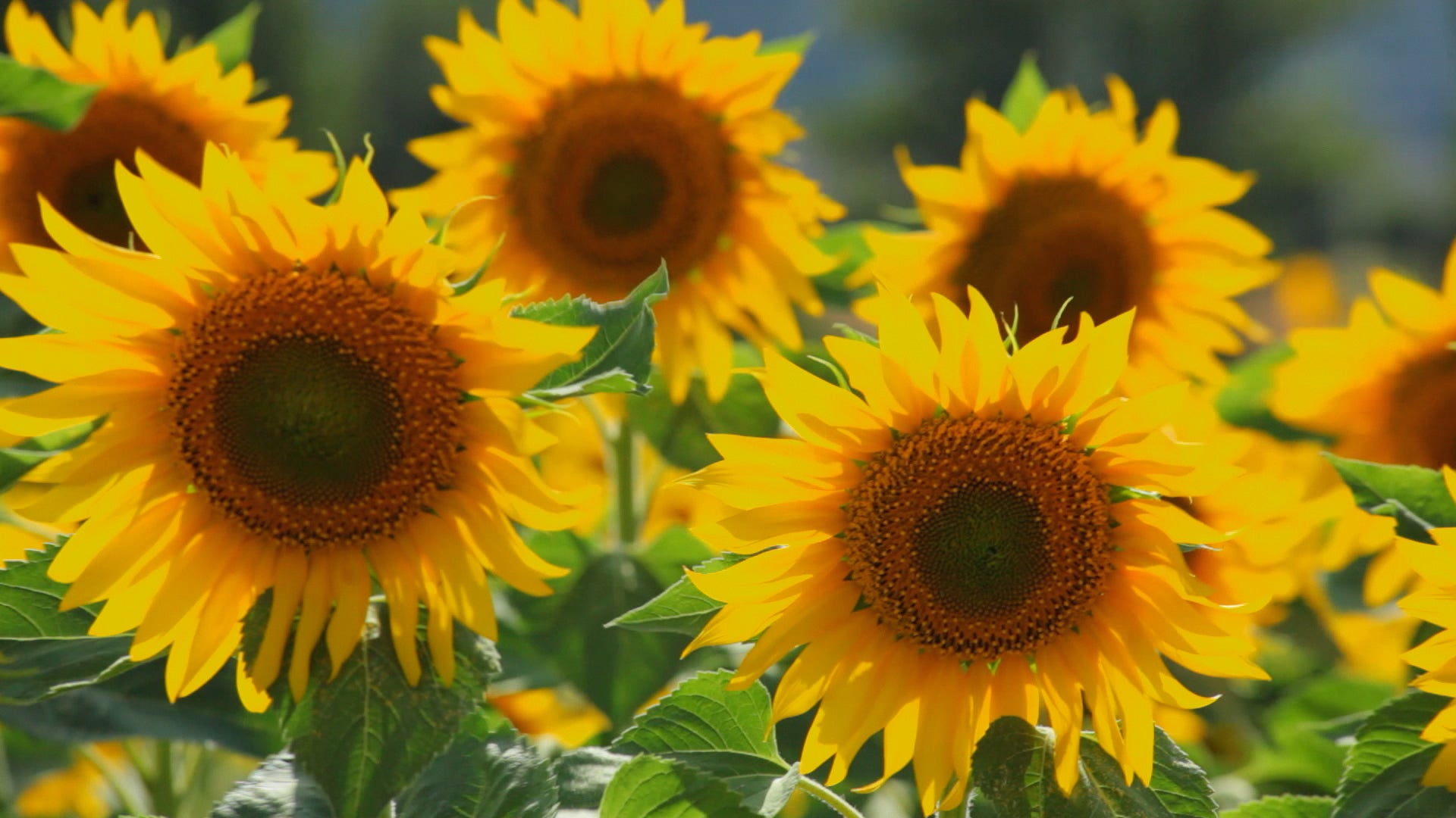 Unsettling Statue Causing a Stir in Spain - Videos from The Weather Channel
