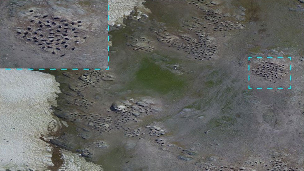 How a Supercolony of 1.5 Million Penguins Went Undetected for 2,800 ...