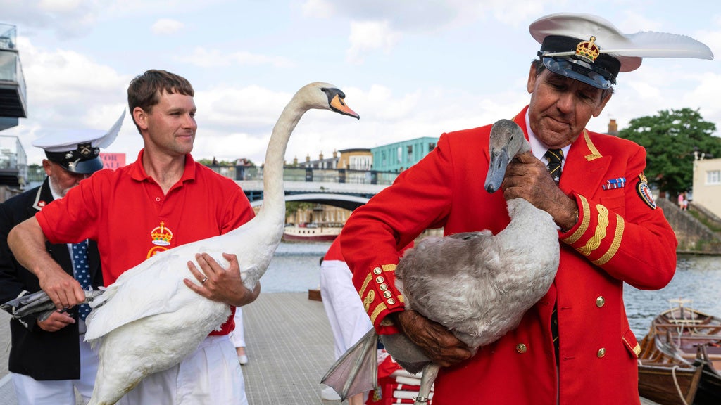 It's Swan Upping Season. Here's What That Means. | Weather.com