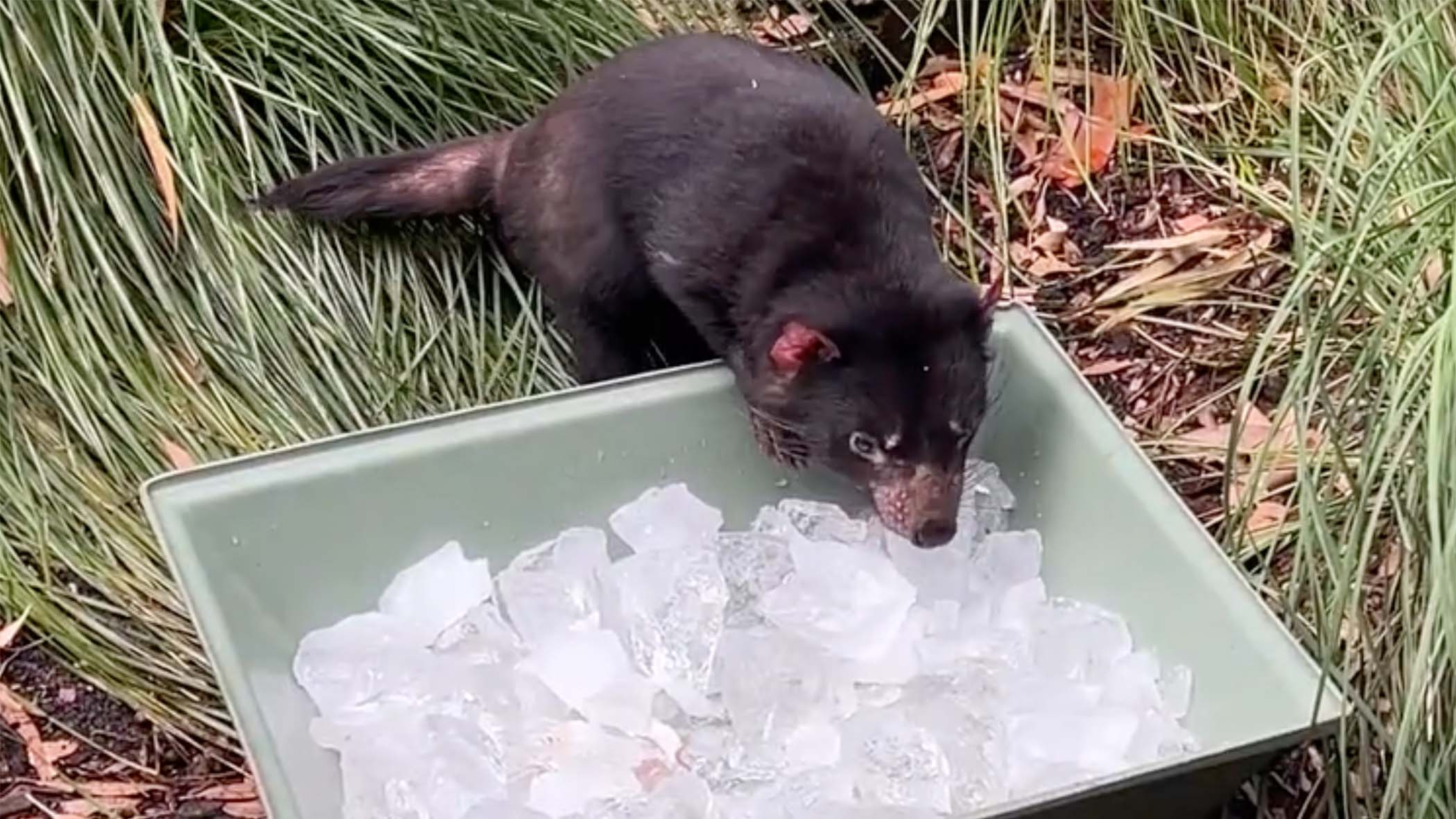 Tasmanian Devils Enjoy Cold Treat Amid Heat Wave | Weather.com