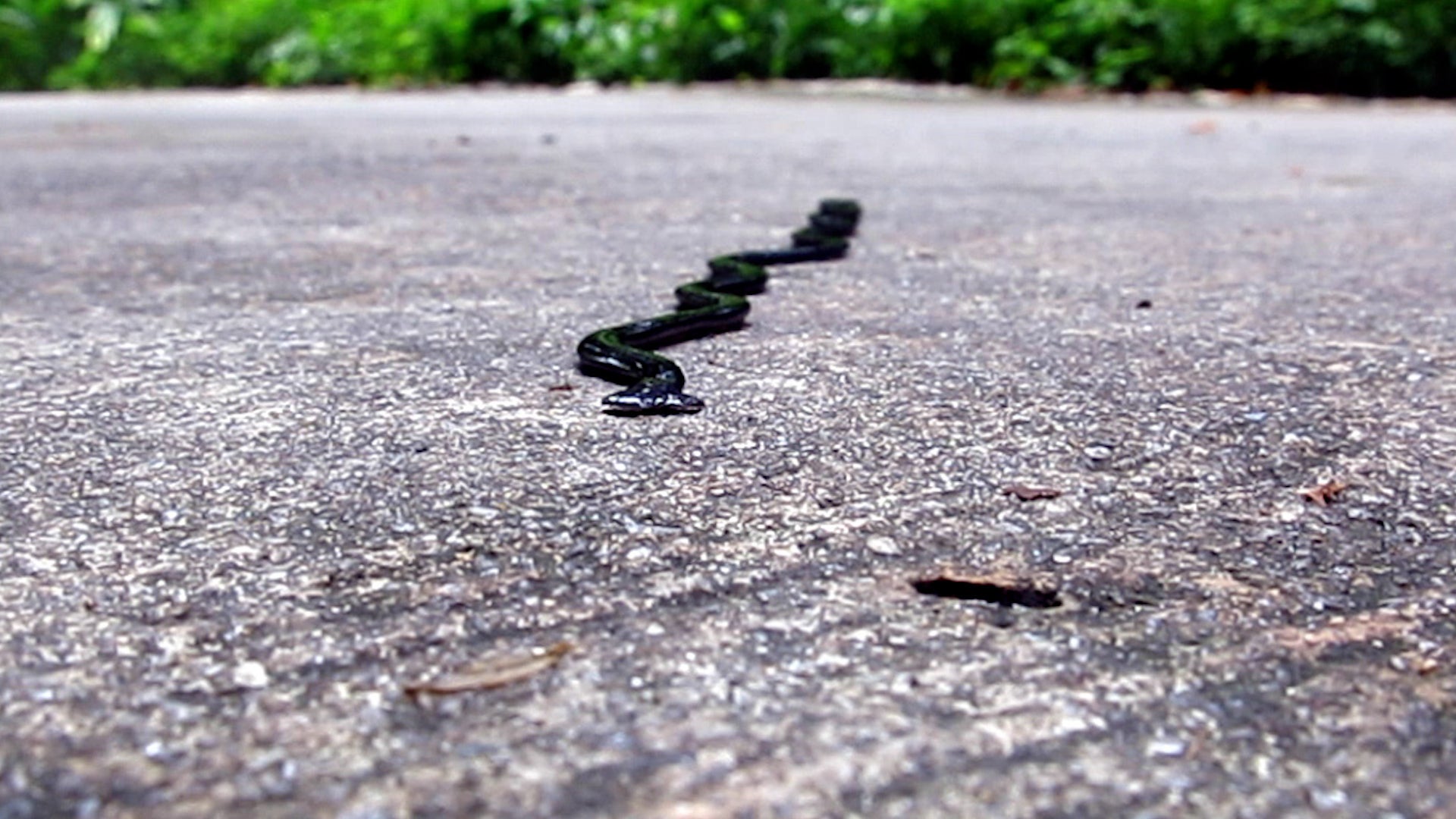 Heavy Rain Could Flood Texas With Toxic Worms - Videos from The Weather ...