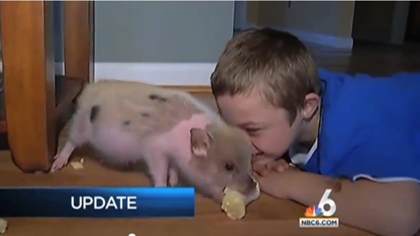 Unusual Therapy Animals That May Surprise You | The Weather Channel