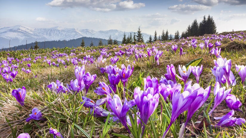 Climate Change Will Accelerate Spring's Arrival, Study Says | The ...
