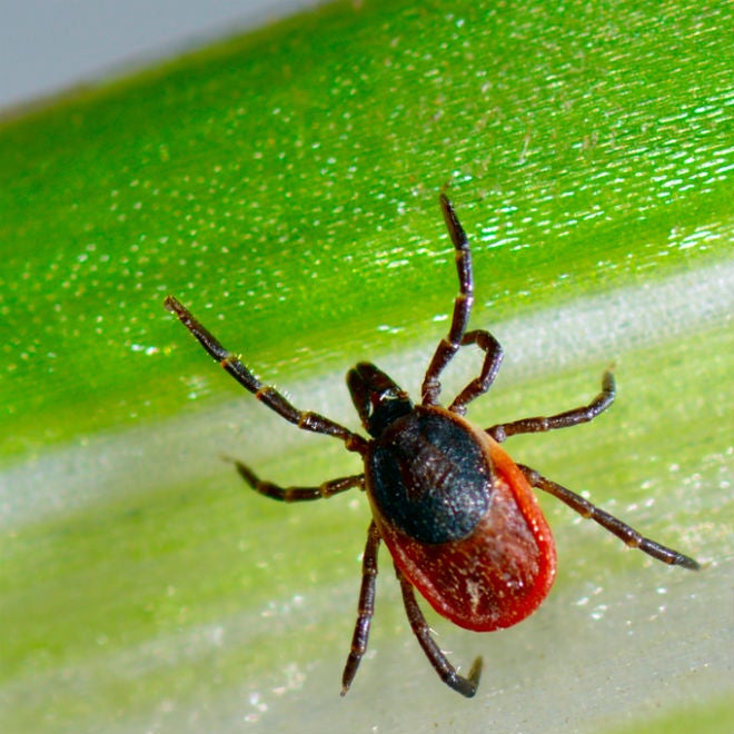 How to Remove a Tick | The Weather Channel
