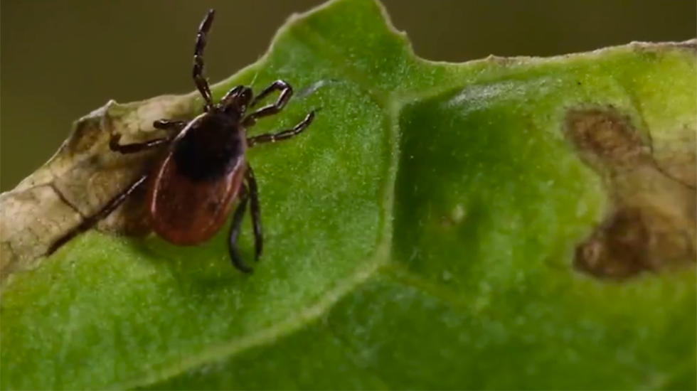Beware These Tick-Borne Diseases - Videos from The Weather Channel