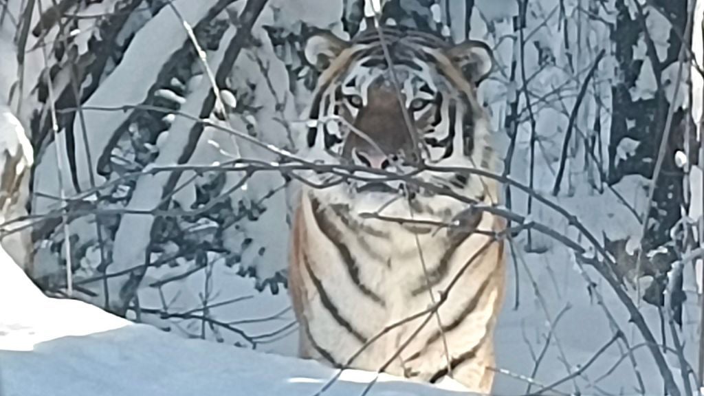 Siberian Tiger Returns To Mountain After 30 Years | Weather.com