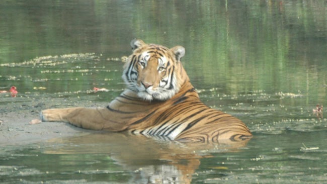 Tiger Tracker: Tales from a Conservation Biologist | The Weather Channel