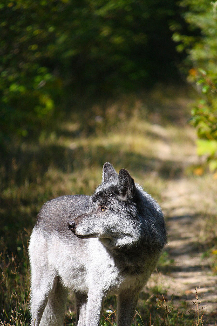 800+ Wolves Estimate in Wisconsin | The Weather Channel