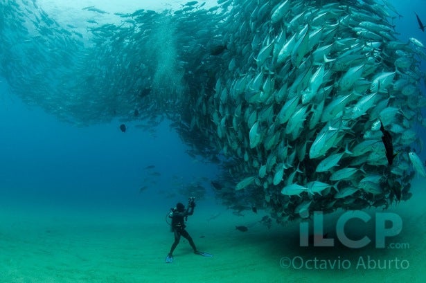 Underwater Fish "Tornado" Revealed! | Weather.com