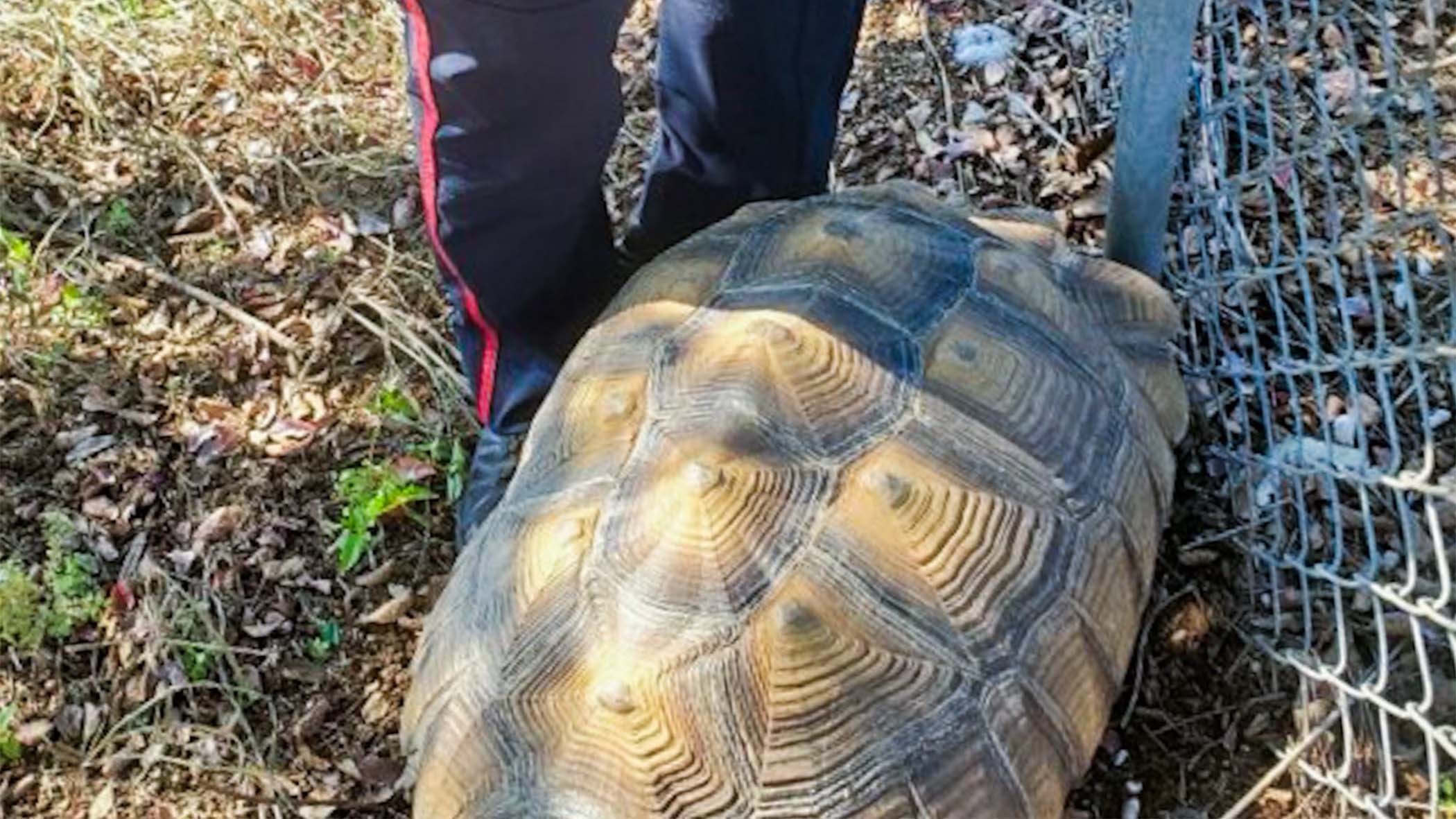 It's A Shell-ebration: Texas Cops Rescue Wayward Tortoise | Weather.com