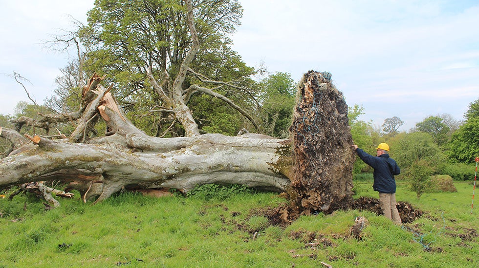 Intense Storm Uproots Tree, Reveals Shocking Secret | The Weather Channel