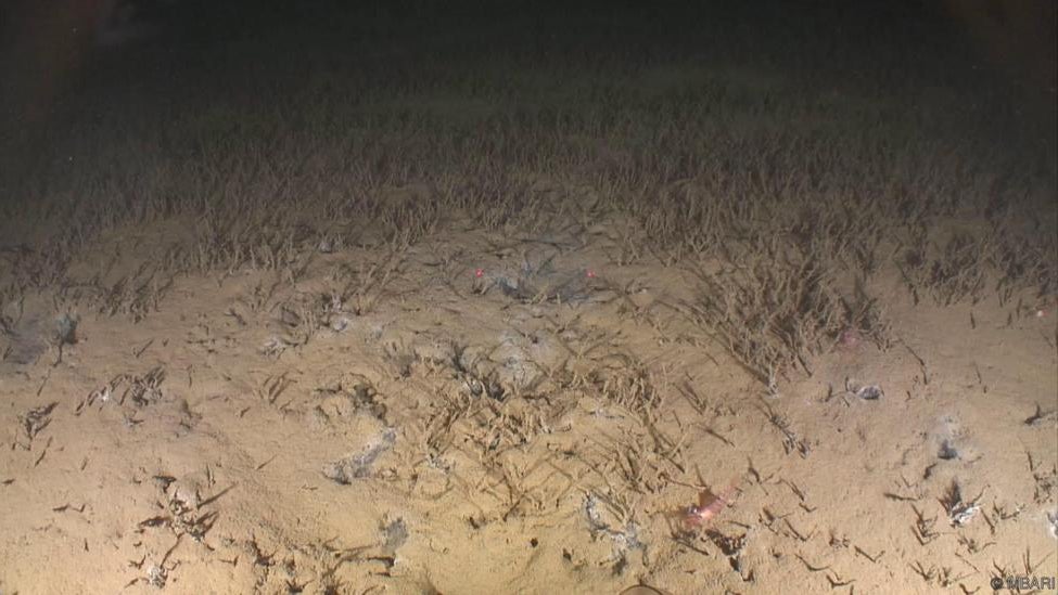 Deep Sea Worms Thrive in Mud Volcanoes, Study Finds | The Weather Channel
