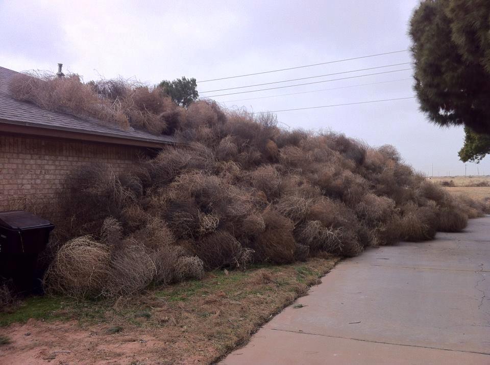 Tumbleweeds Invade West Texas Home | Weather.com