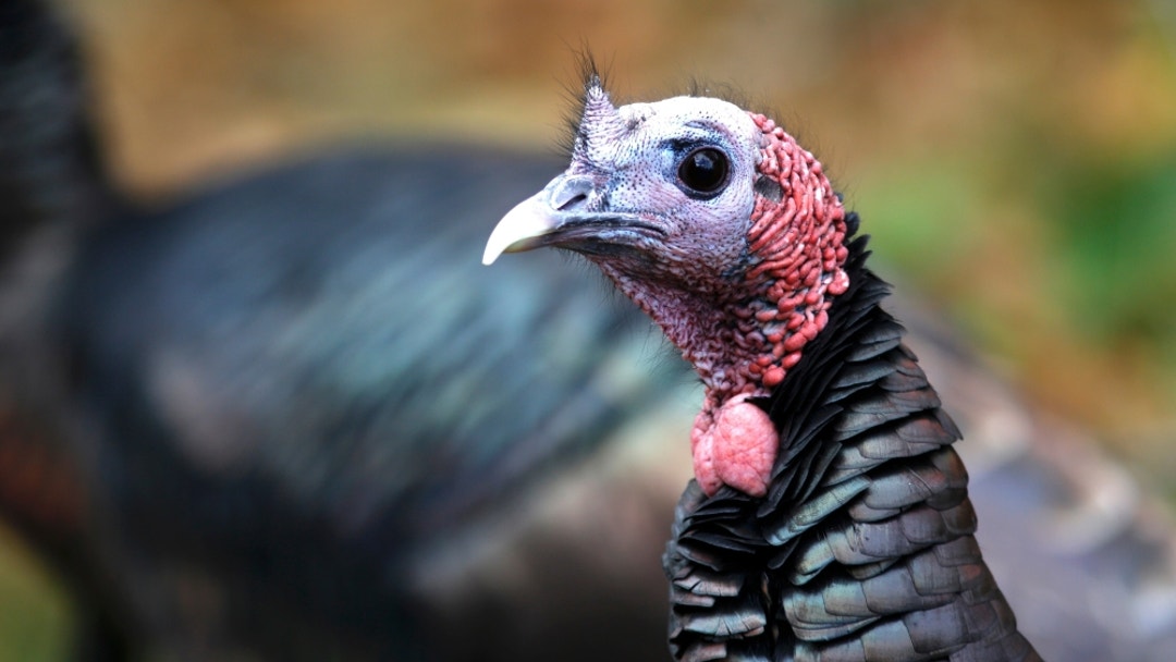 Once Uncommon, Trading Brought Wild Turkeys Back | Weather.com