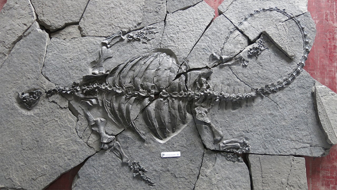 228-Million-Year-Old Fossilized Turtle With No Shell Discovered In ...