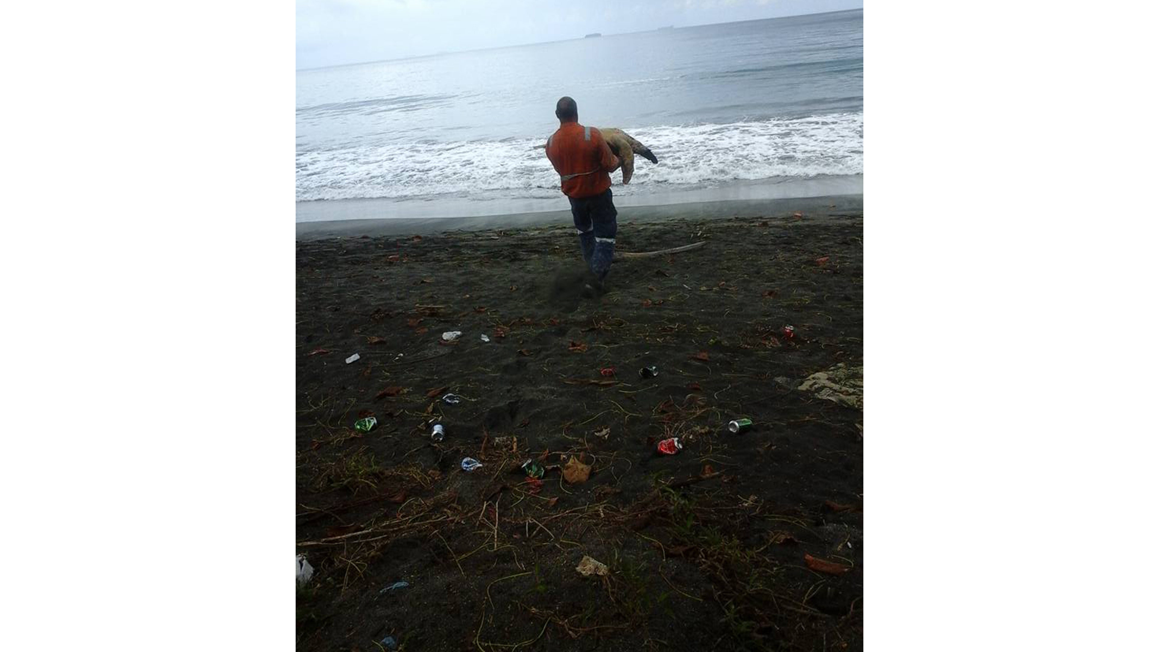 Man Rescues Sea Turtles, Releases Them Back To Sea | The Weather Channel