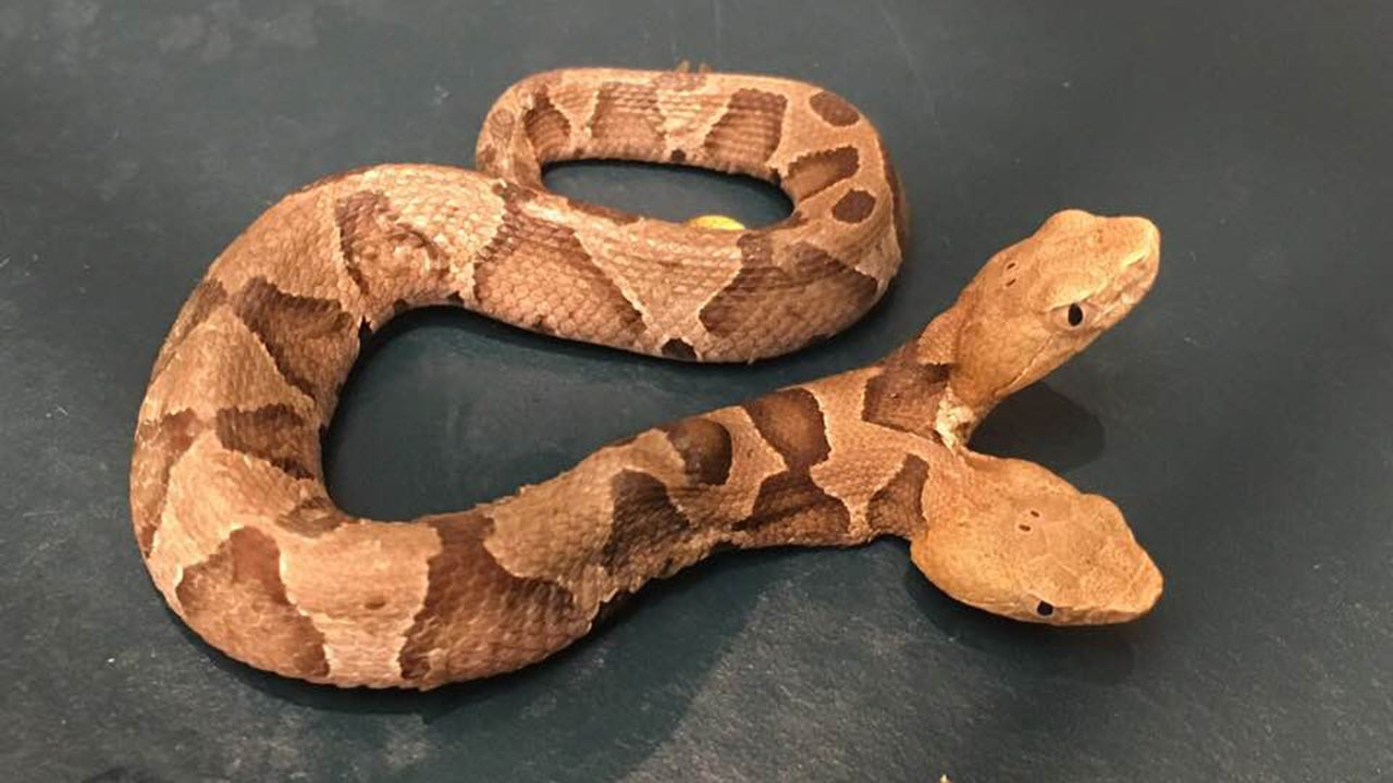 'Exceptionally Rare' Two-Headed Copperhead Snake Has Died | The Weather ...