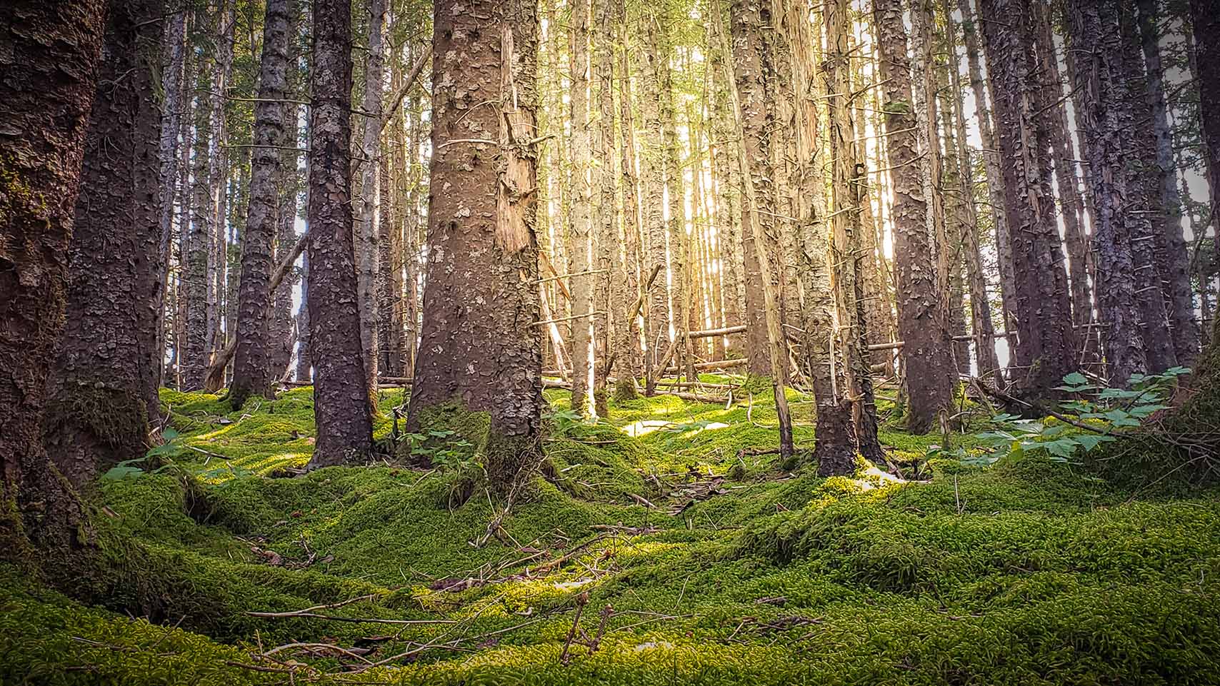 Weather Words: 'Sunfleck' | Weather.com