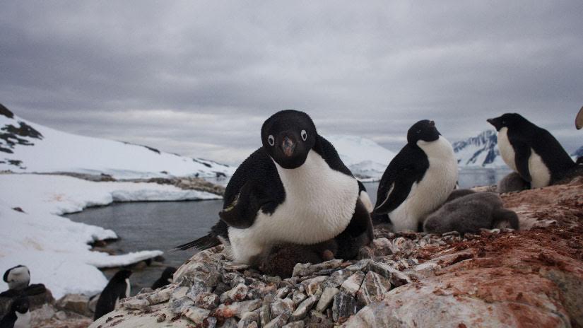 Climate Change Placing Antarctica Penguins in Peril, Study Suggests ...