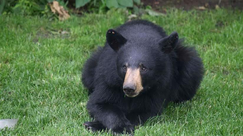 Dry Weather in New England Heightens Risk of Black Bear Encounters ...