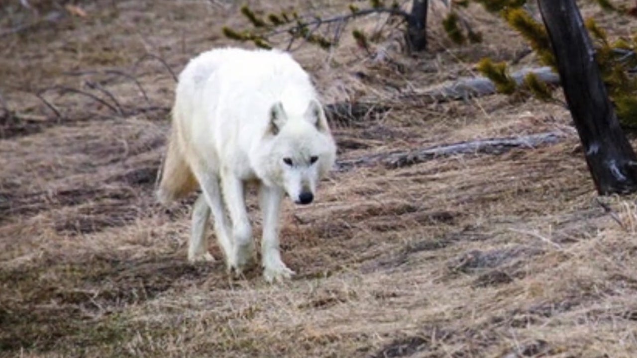 Rare White Wolves