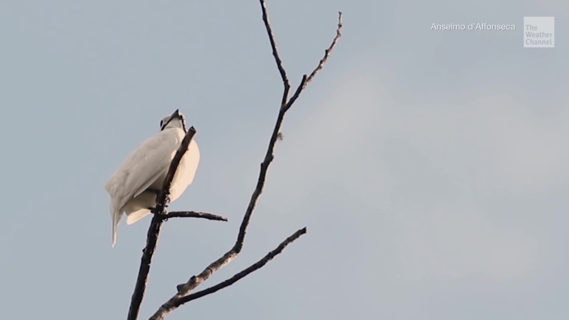 Bird’s Mating Call Louder than Jackhammer | The Weather Channel