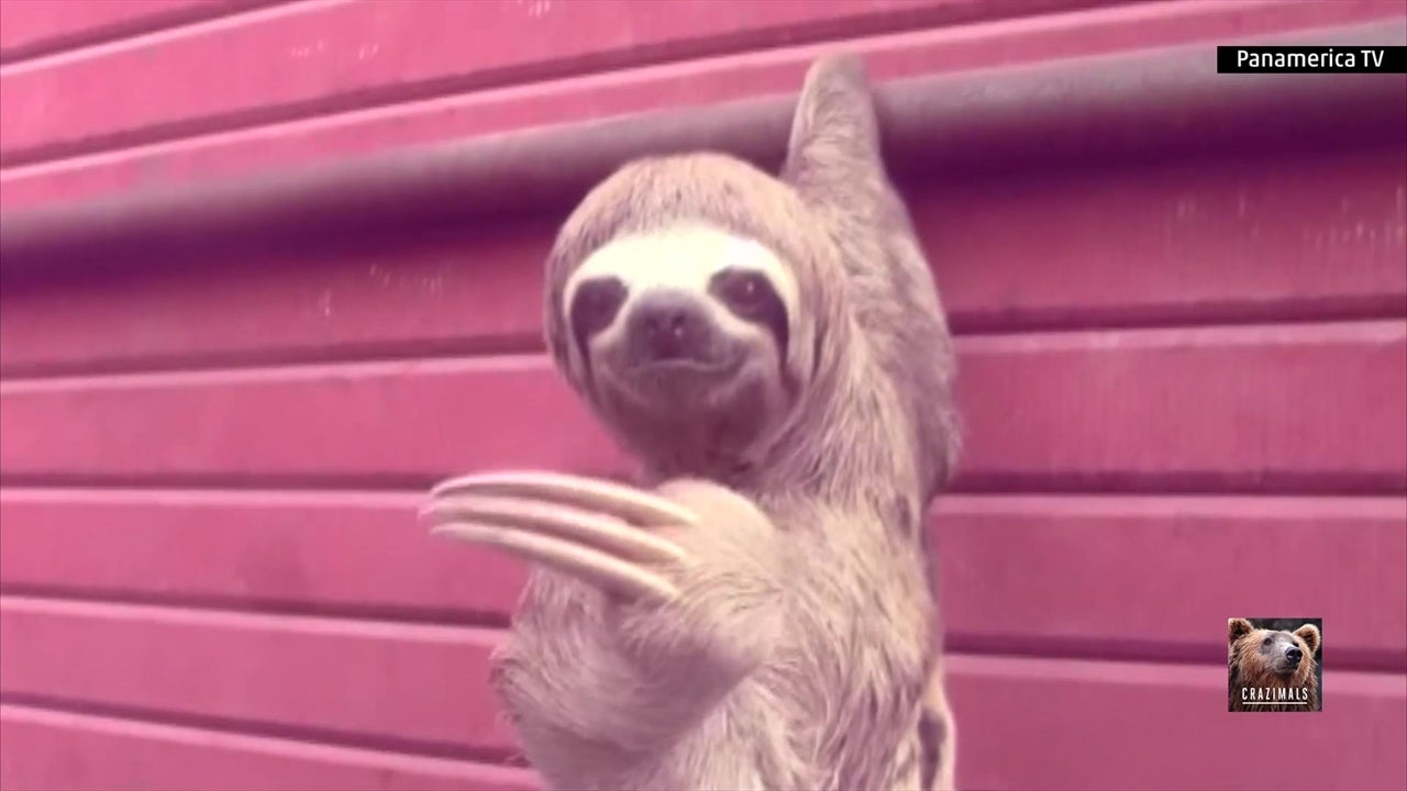 This Sloth in Brazil Has Mastered the Art of the Selfie | The Weather ...