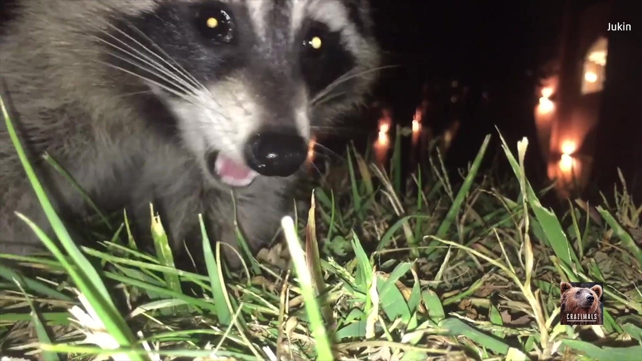 Raccoon Steals Cell Phone | The Weather Channel