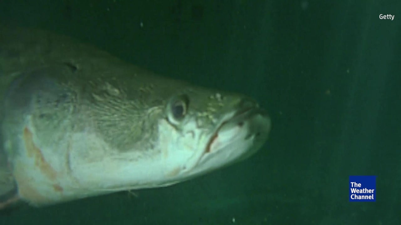 Massive Fish in Brazilian Amazon Makes Impressive Recovery Thanks to ...