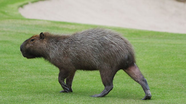 Florida Rodents Identification Stop . . . It's . . . Rodent Time