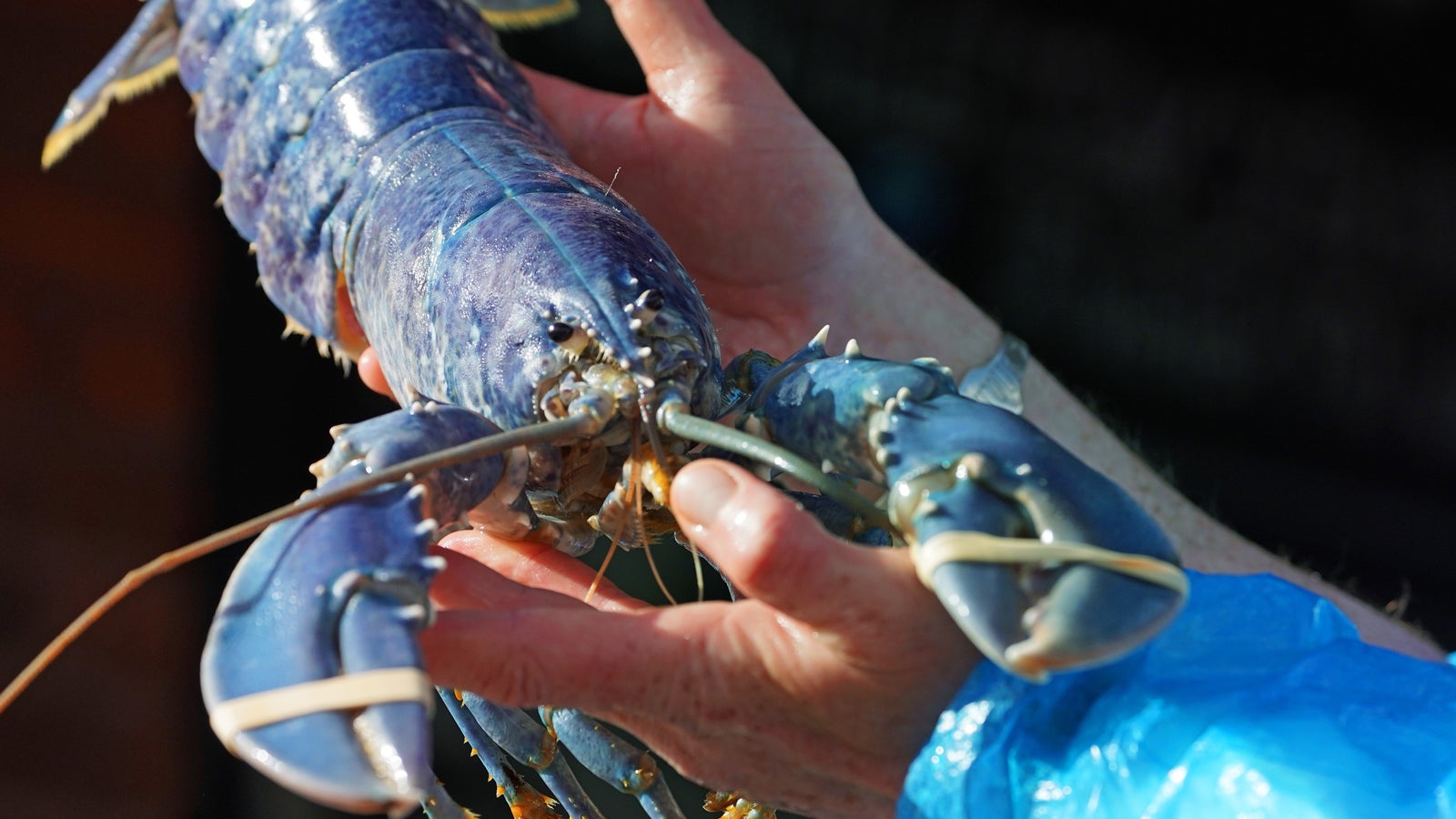 Tasmanischer Riesenhummer Tasmanien: Die Etwas Andere Inselwelt
